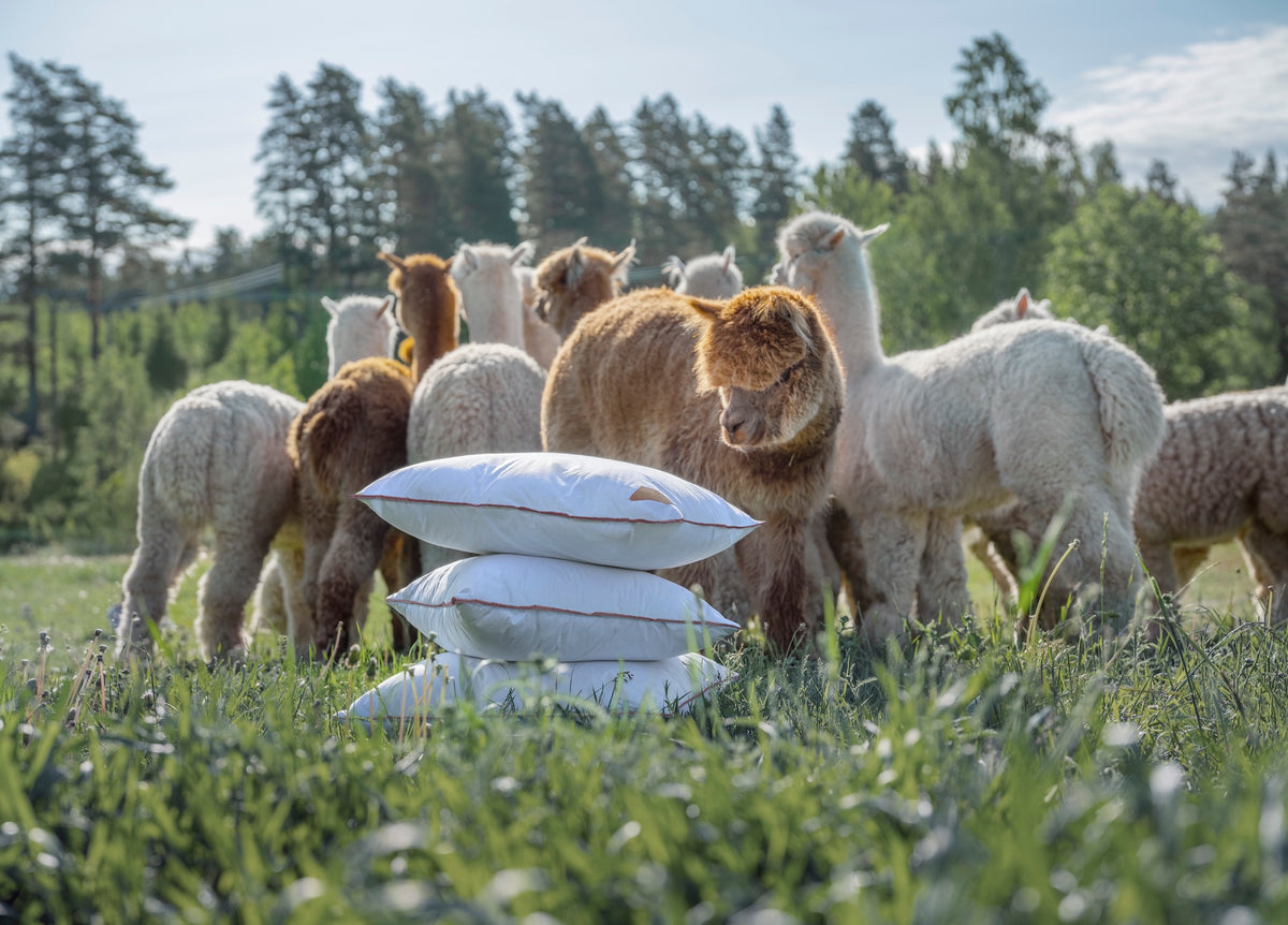 Pure Paca kudde